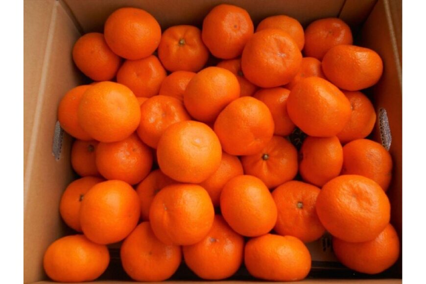 ふるさと納税 「紀州有田みかん 約10kg サイズおまかせ(L・М・S・2S)いずれかお届け 【SL40】」 和歌山県九度山町 - ふるさと納税の「ふるさとぷらす」